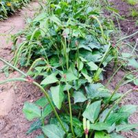 Recipes – Gray Farm